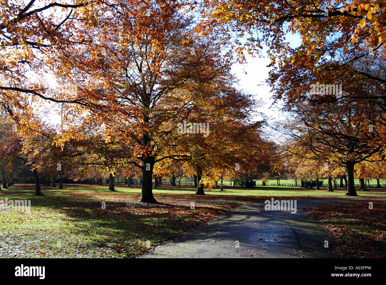 Beech trees in autumn, War Memorial Park, Coventry, West Midlands ...