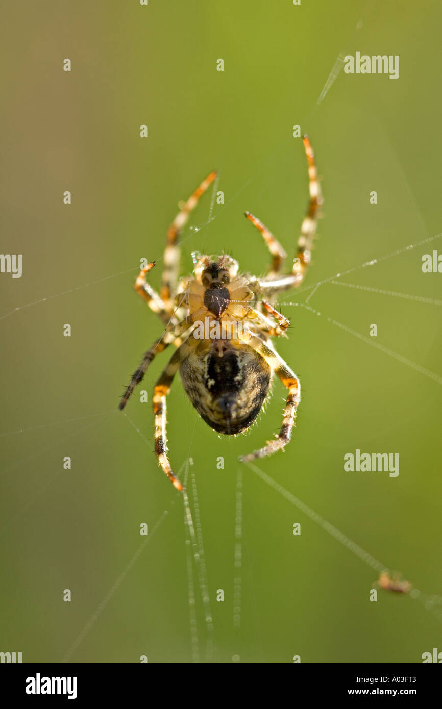 Garden Spider Araneus diadematus UK Stock Photo - Alamy