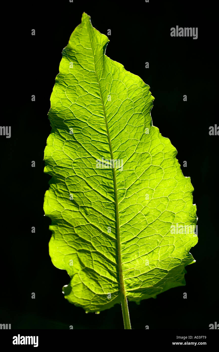 Sunlight Shining Through a Common Dock Leaf Stock Photo - Alamy