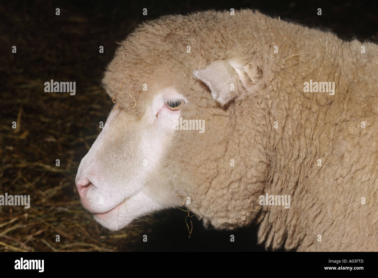 Portrait of Sheep Stock Photo - Alamy