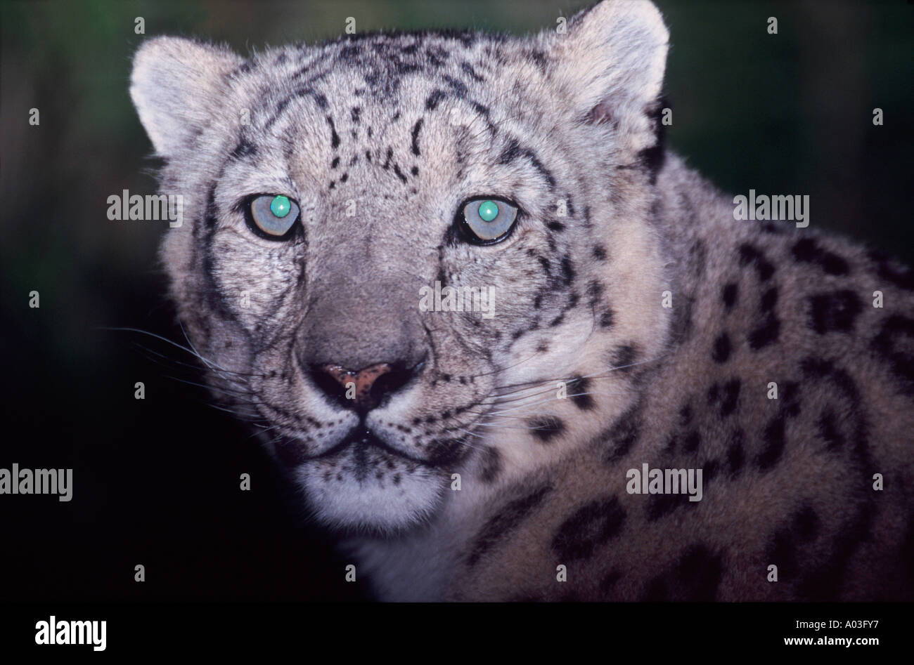 Snow leopard markings hi-res stock photography and images - Alamy