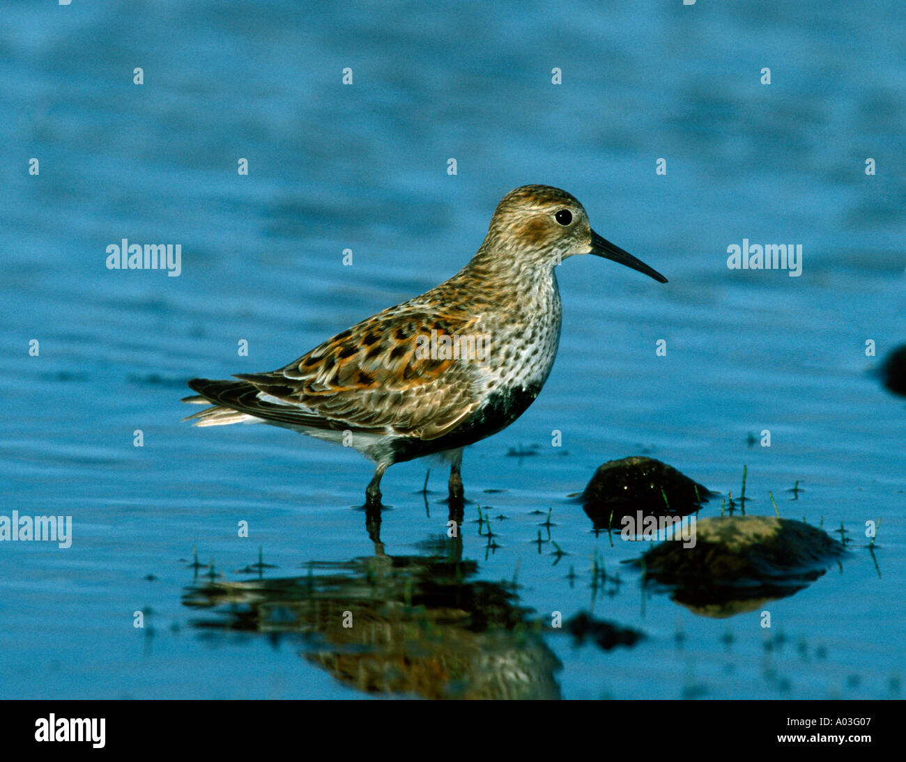 Dunlin in water hi-res stock photography and images - Alamy