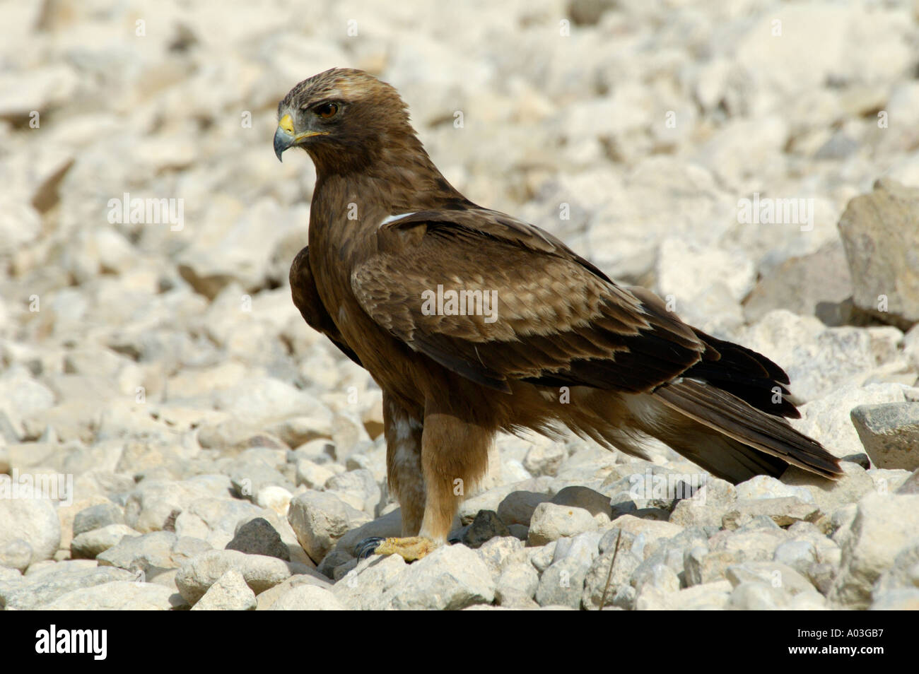 LESSER SPOTTED EAGLE Stock Photo - Alamy