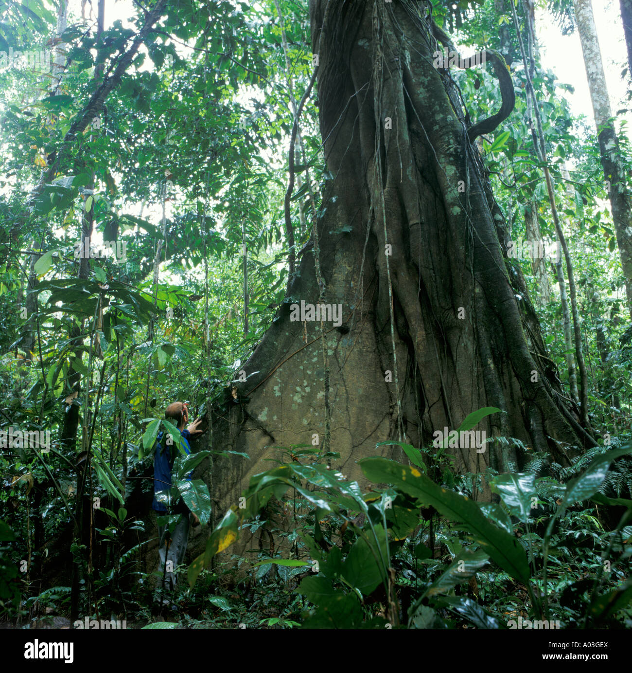 giant tree at Tambopata National Park in the Amazon Jungle of Peru ...