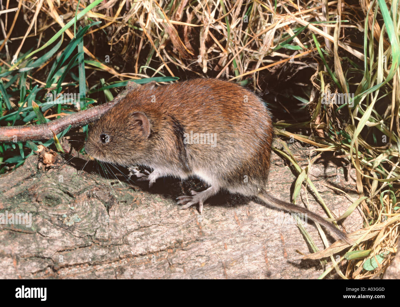 Bank Vole Clethrionomys glareolus UK Stock Photo - Alamy