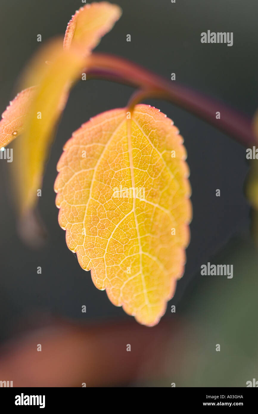 Autumn Leaf of Katsura Tree Cercidiphyllum japonicum UK Stock Photo - Alamy