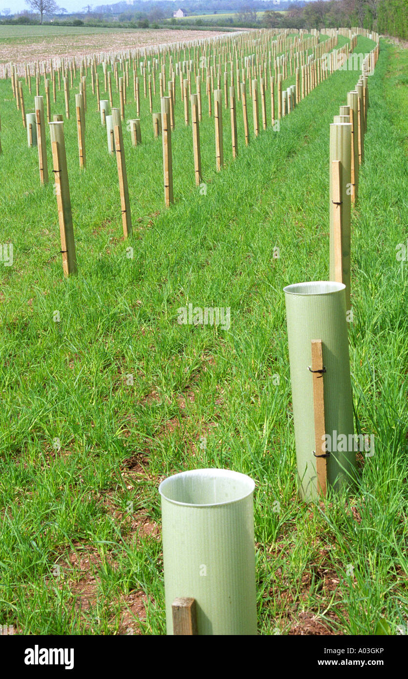 Plantation of seedling trees Stock Photo - Alamy