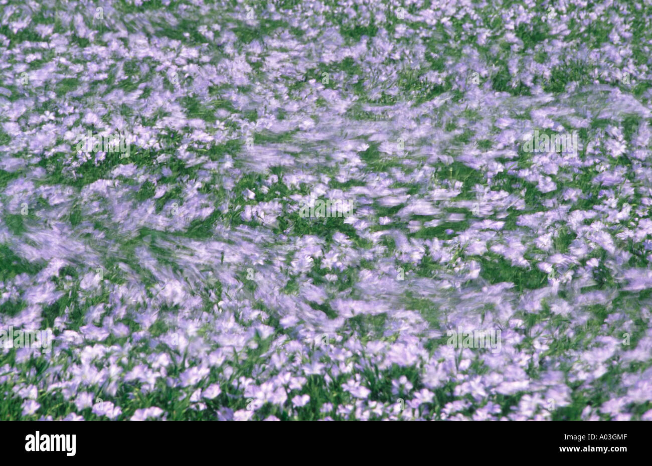 Movement of flowers hi-res stock photography and images - Alamy