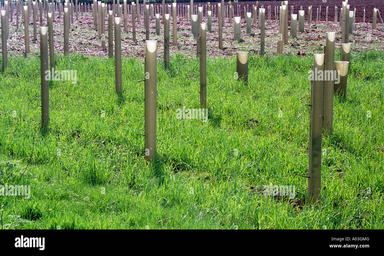 sunlight catching on the top of tree guards in seedling tree plantation ...