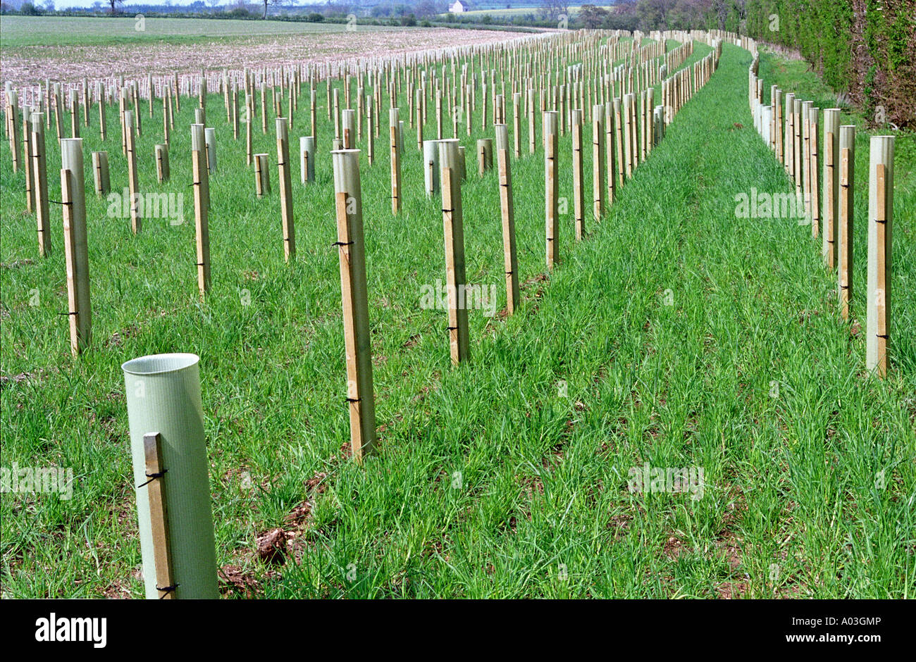 Plantation guard hi-res stock photography and images - Alamy