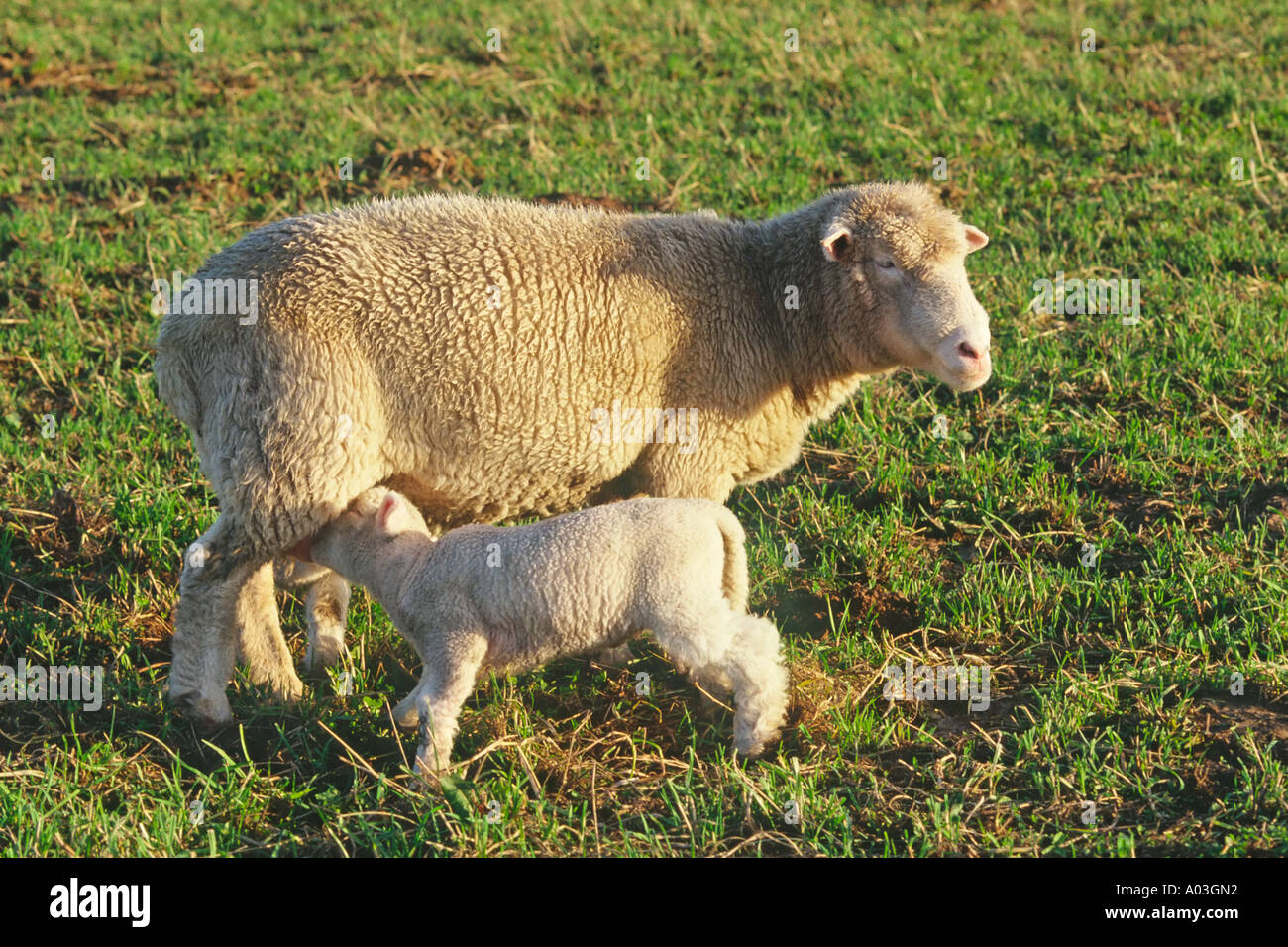 Lamb Feeding from Ewe Stock Photo - Alamy Lamb Feeding from Ewe Stock Photo - Alamy