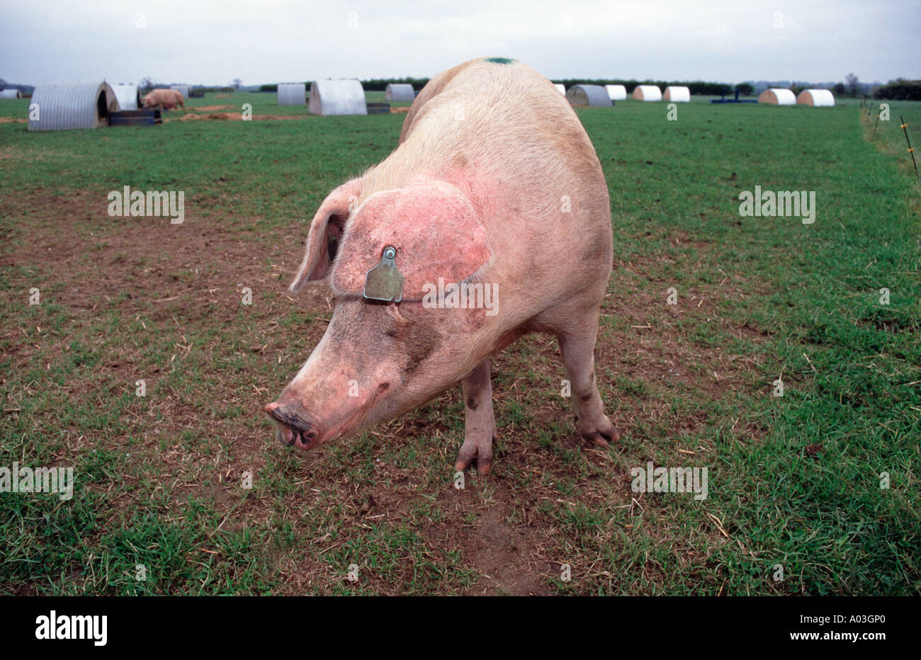 Pig unit uk hi-res stock photography and images - Alamy