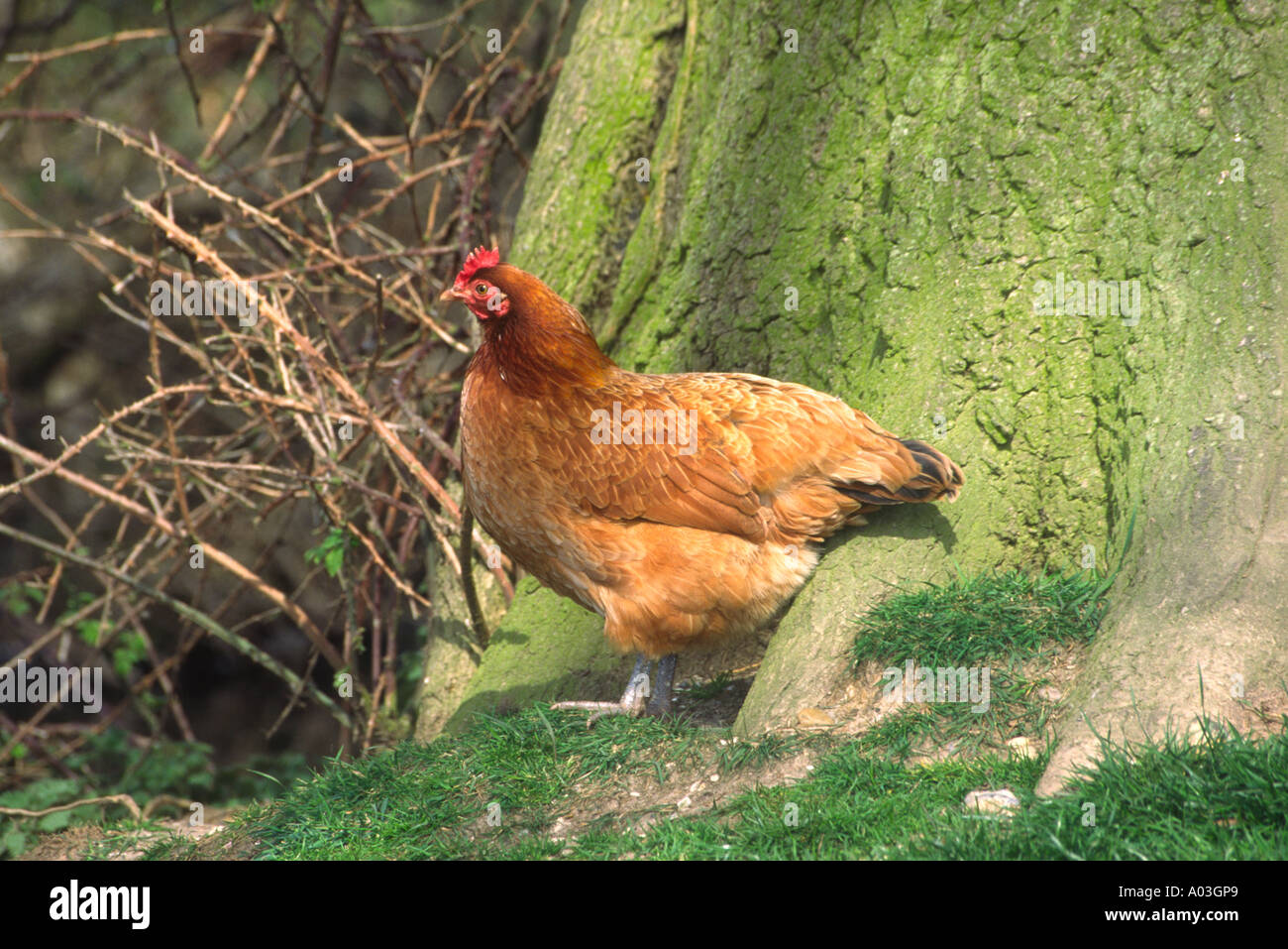 Free Range Chicken Stock Photo - Alamy