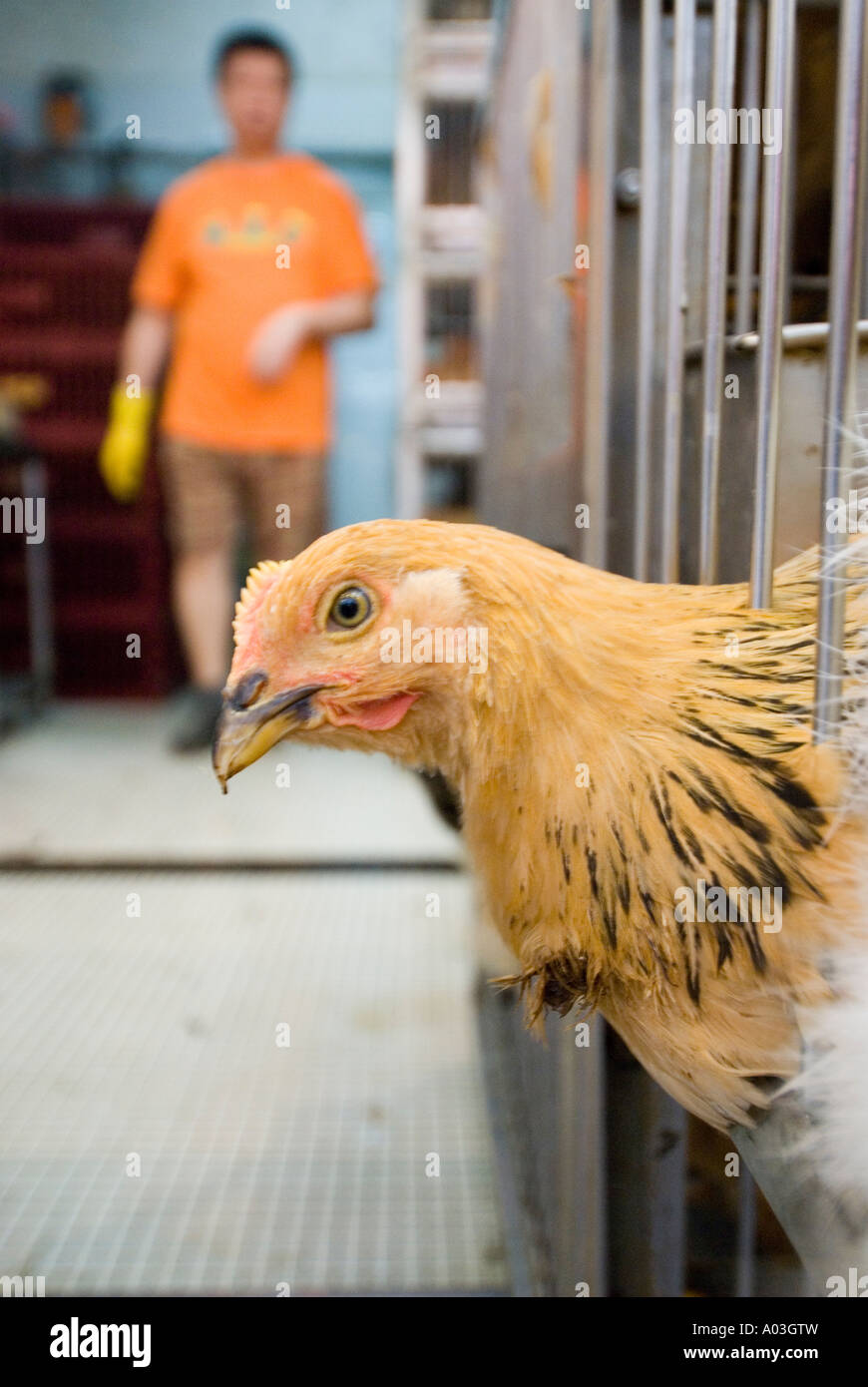 Live Chicken at a wet market in Hong Kong SAR China Stock Photo - Alamy