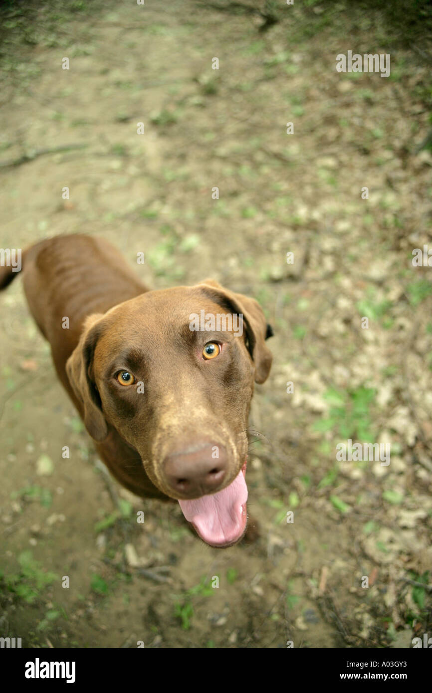 Happy chocolate lab Stock Photo - Alamy