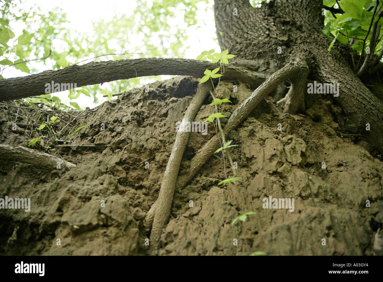 Tangled tree roots in dirt Stock Photo - Alamy