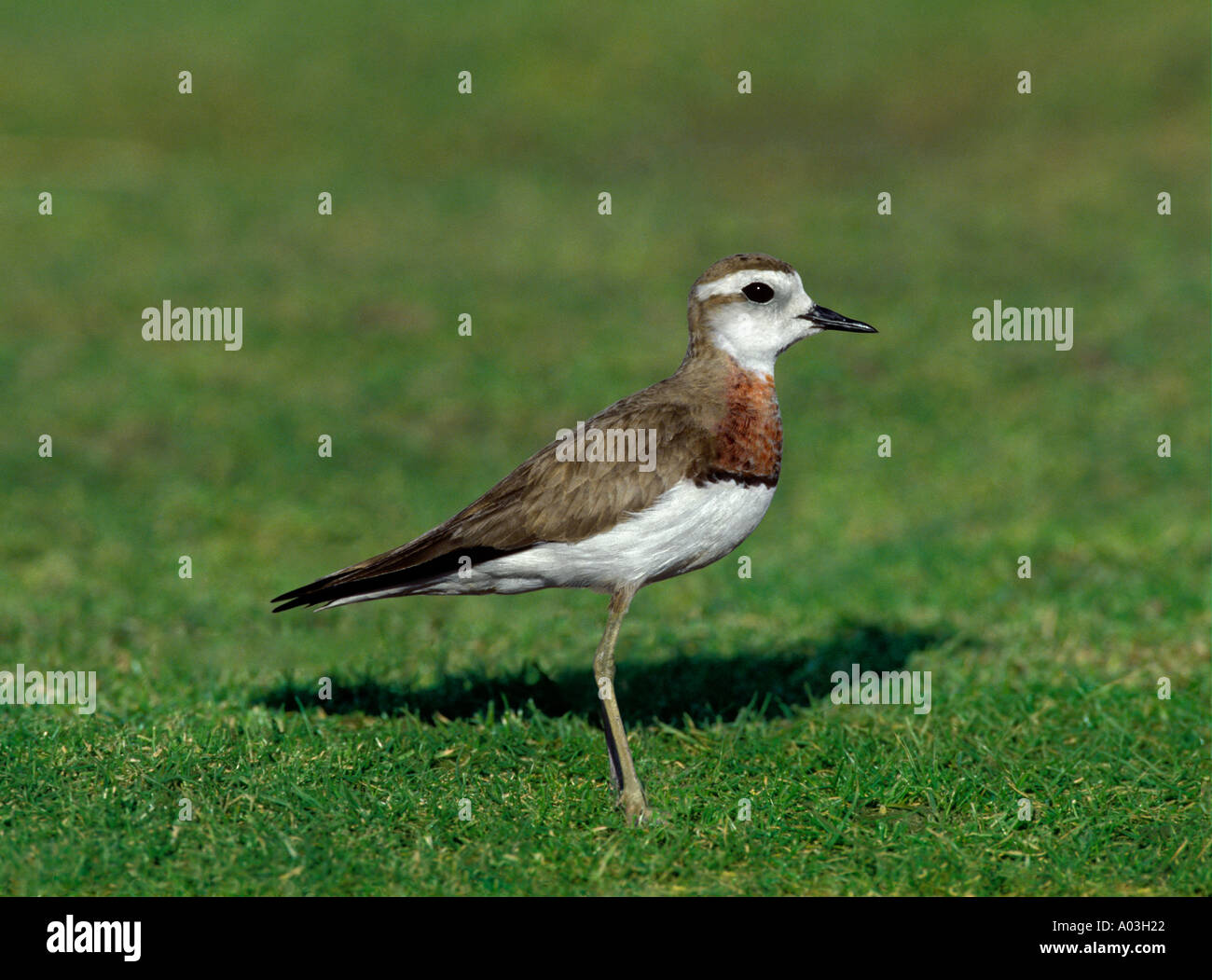 CASPIAN PLOVER MALE Stock Photo - Alamy