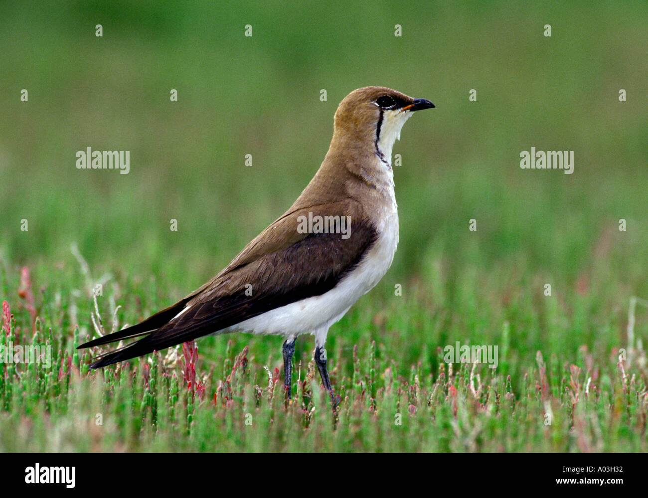 Black winged pratincole hi-res stock photography and images - Alamy