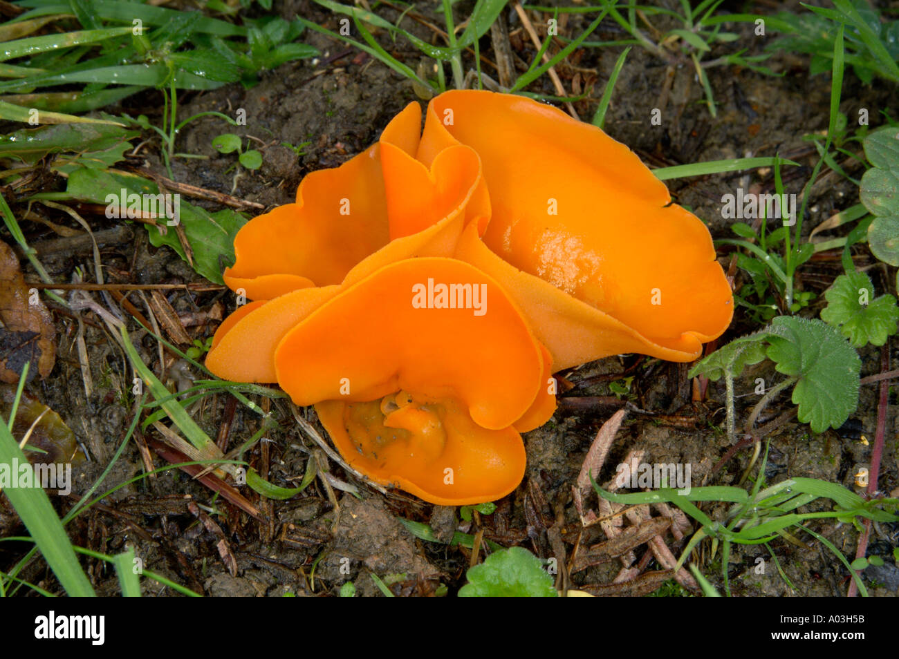 ORANGE PEEL FUNGUS Stock Photo - Alamy