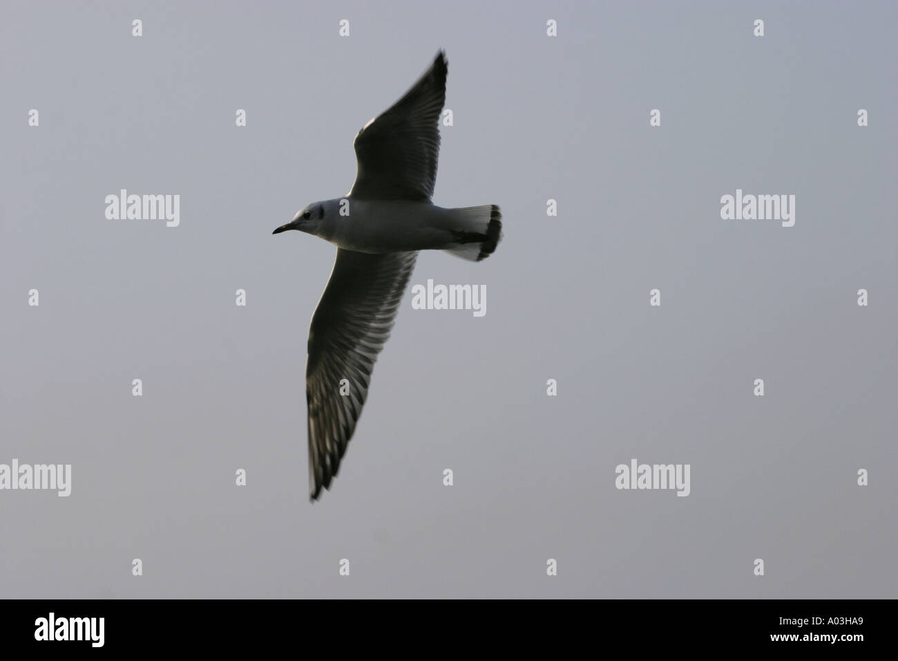 High Flying Bird Stock Photo - Alamy