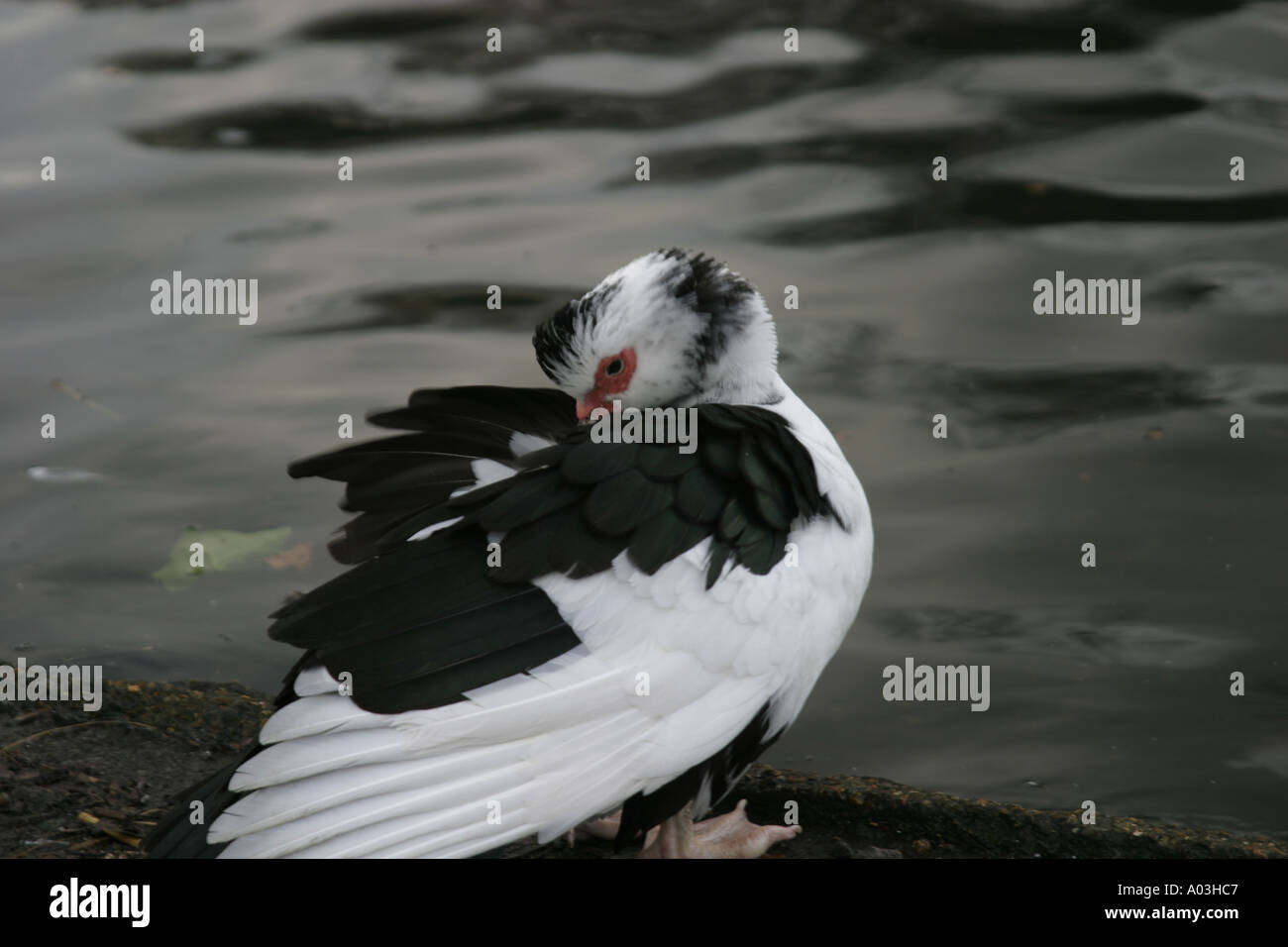 Secret duck hi-res stock photography and images - Alamy