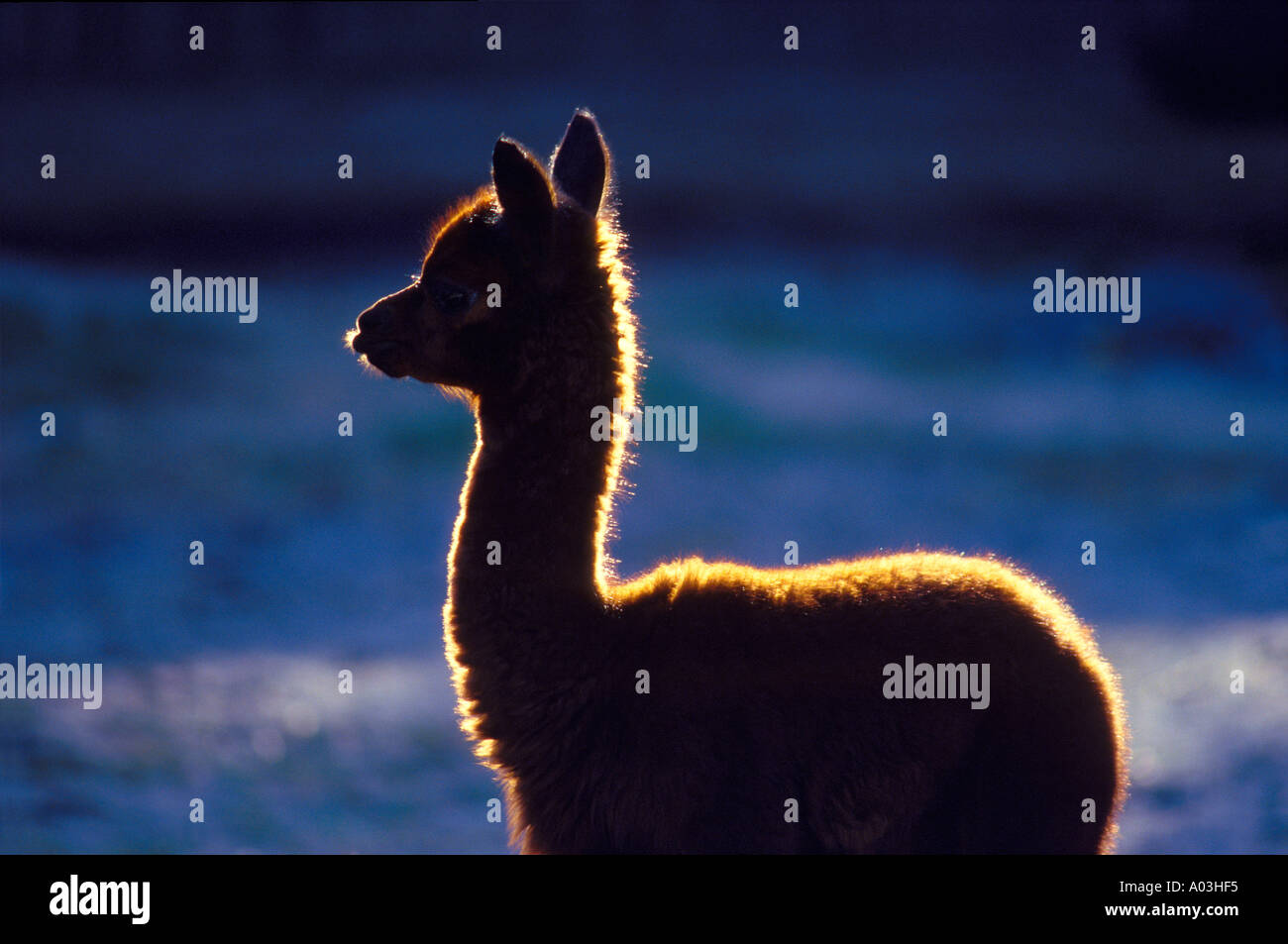 Peru alpaca Cut Out Stock Images & Pictures - Alamy