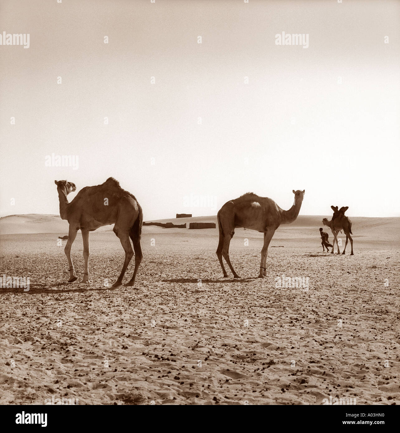 Arab mali hi-res stock photography and images - Alamy