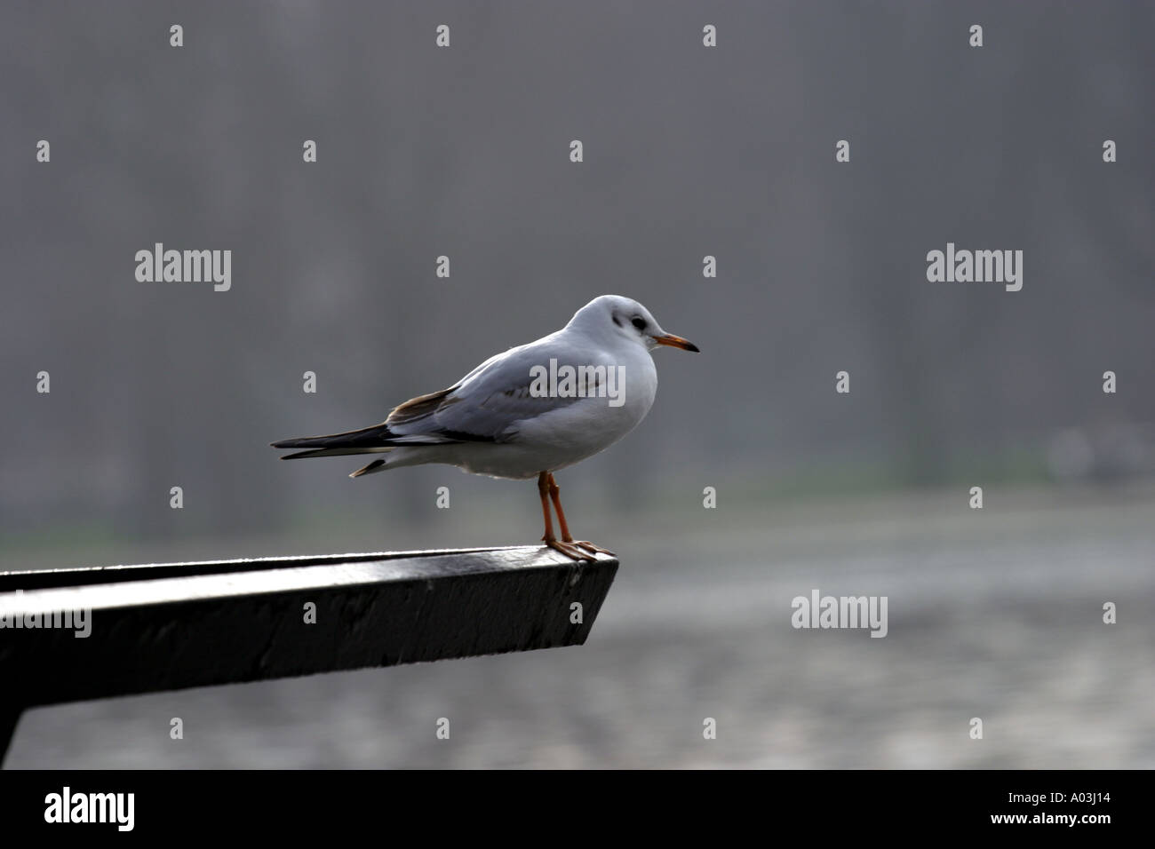 Birds awaiting hi-res stock photography and images - Alamy