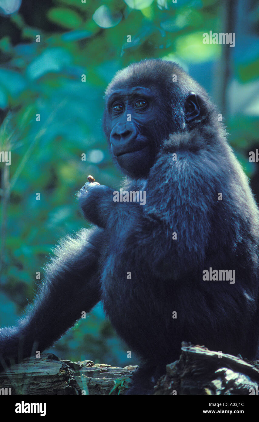 Western Lowland Gorilla 2 year old Gorilla gorilla gorilla Stock Photo ...