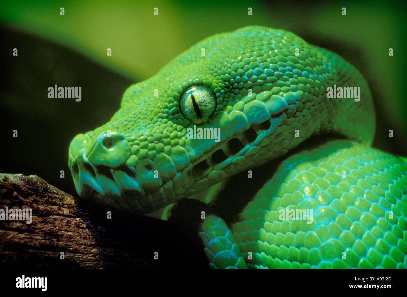 Green Tree Python Close Up Morelia viridis Stock Photo - Alamy