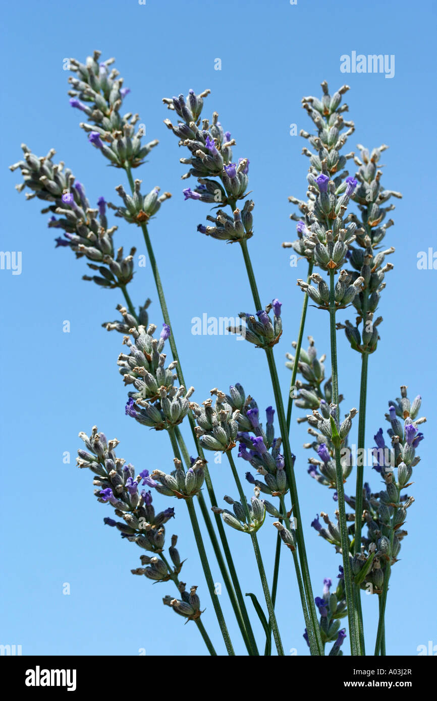 Lavender Lavandula officinalis Stock Photo - Alamy