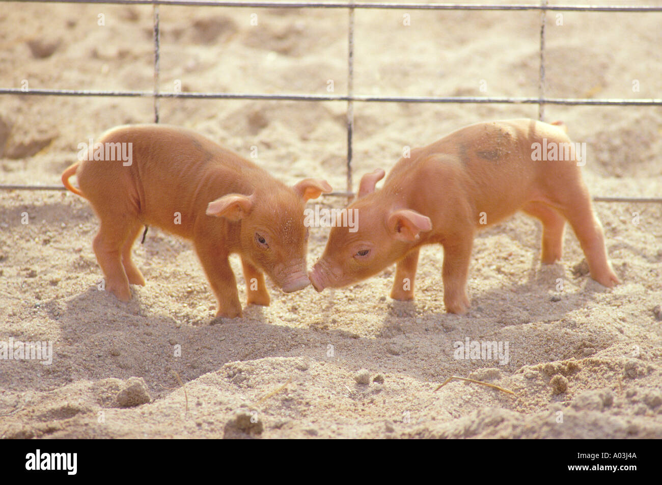 Pigs kissing hi-res stock photography and images - Alamy