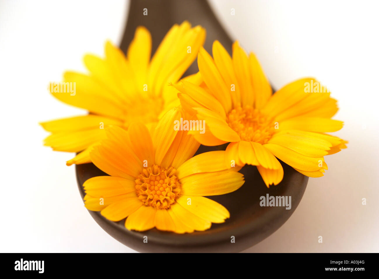 Marigold Calendula officinalis Stock Photo - Alamy