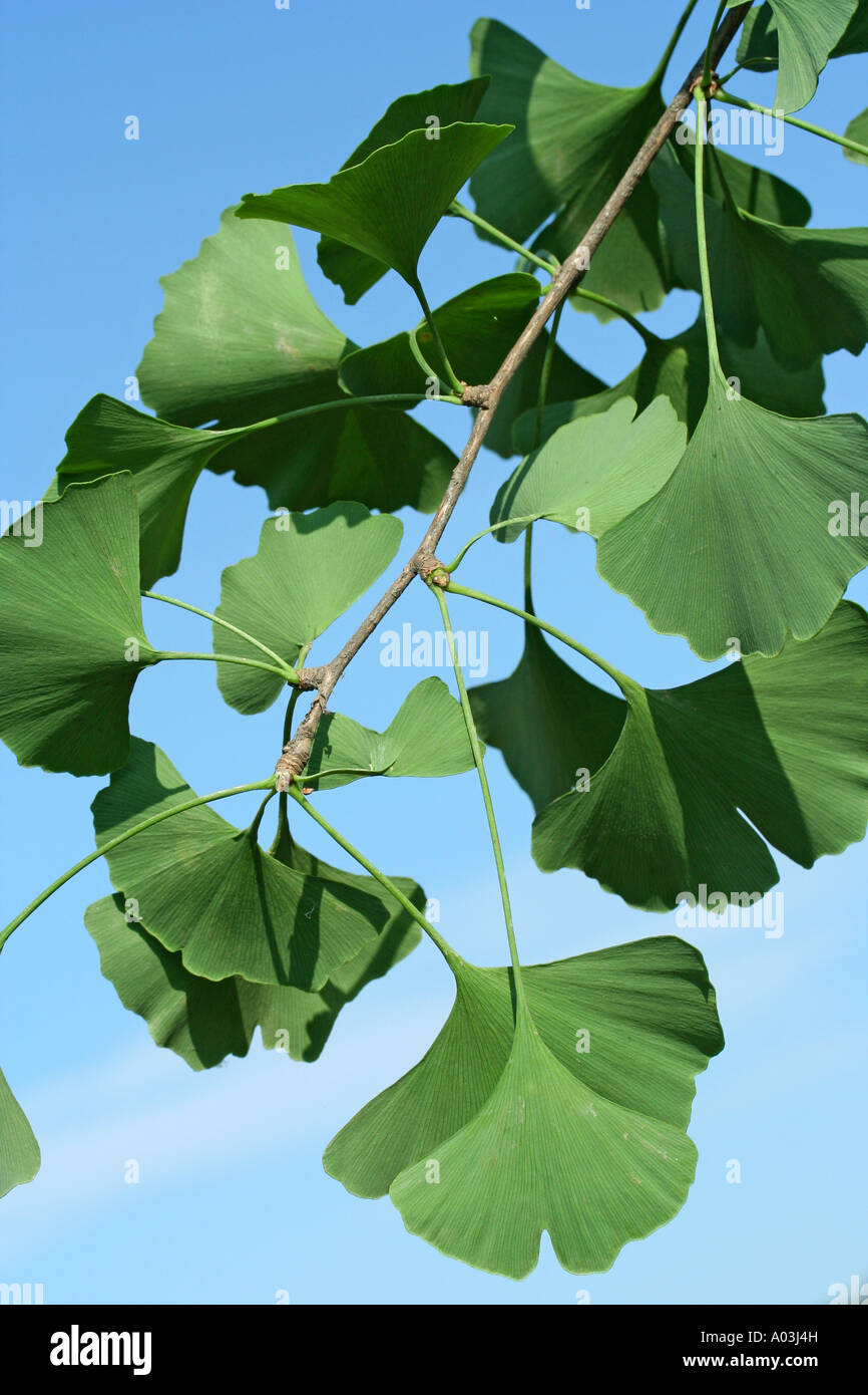 Maiden hair tree Ginkgo biloba Stock Photo - Alamy