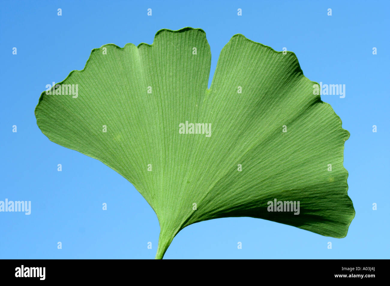 Maiden hair tree Ginkgo biloba Stock Photo - Alamy