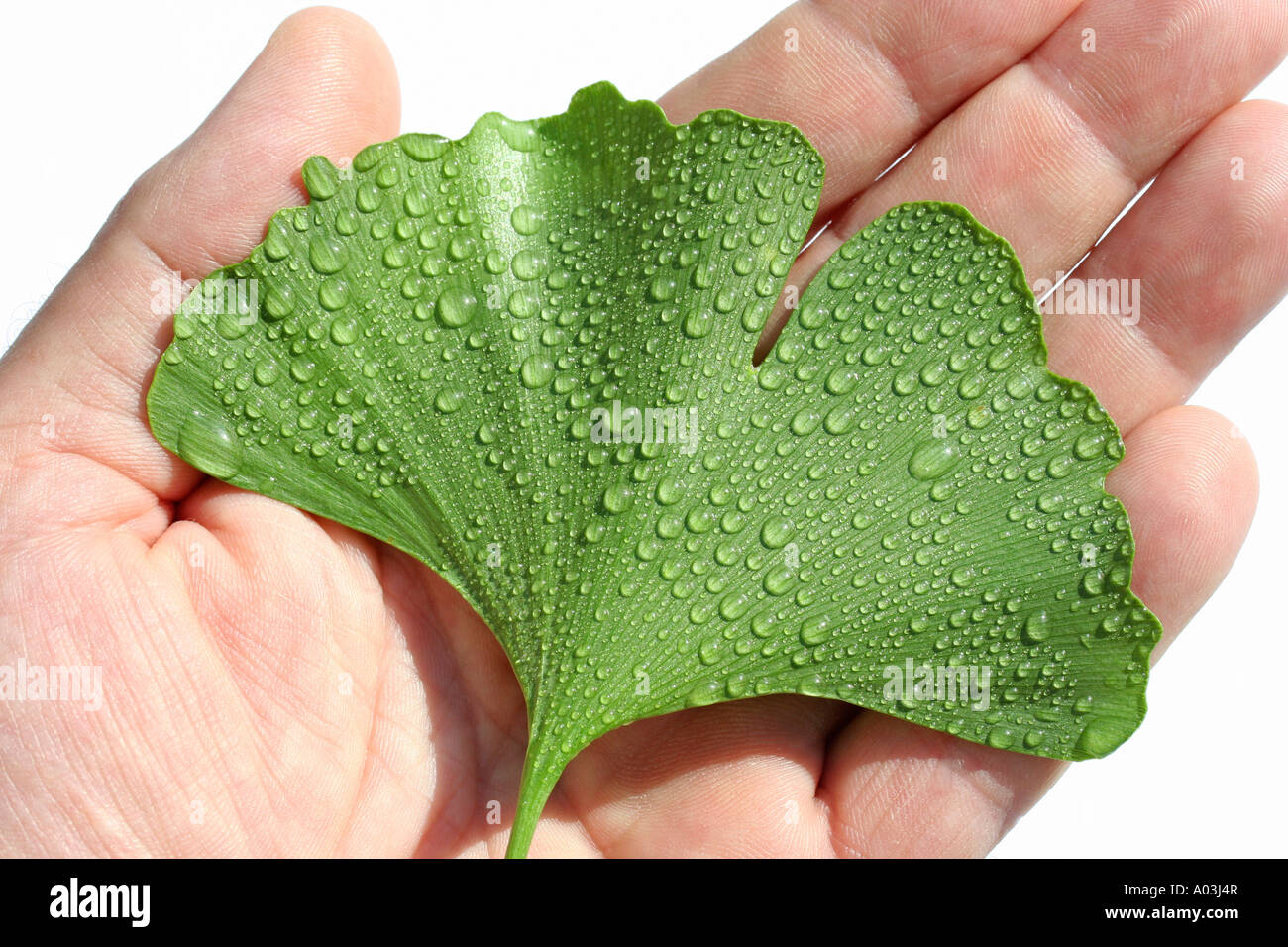 Maiden hair tree Ginkgo biloba Stock Photo - Alamy