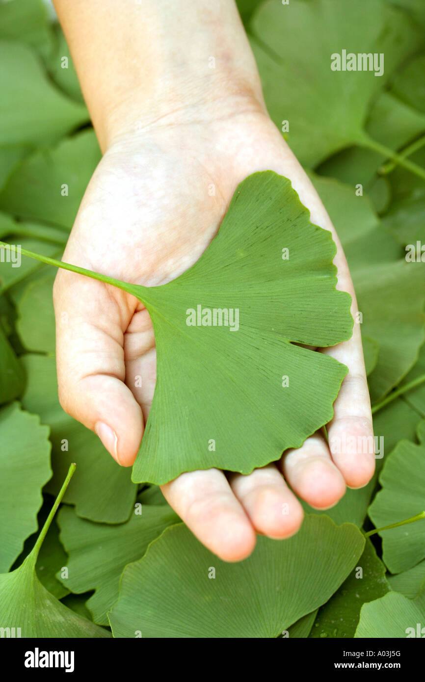 Maiden hair tree hi-res stock photography and images - Alamy