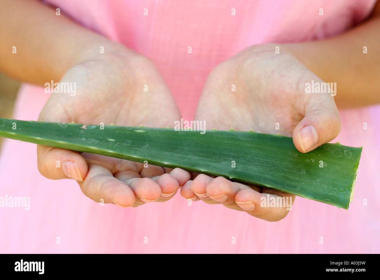 Burn plant Aloe vera Stock Photo - Alamy