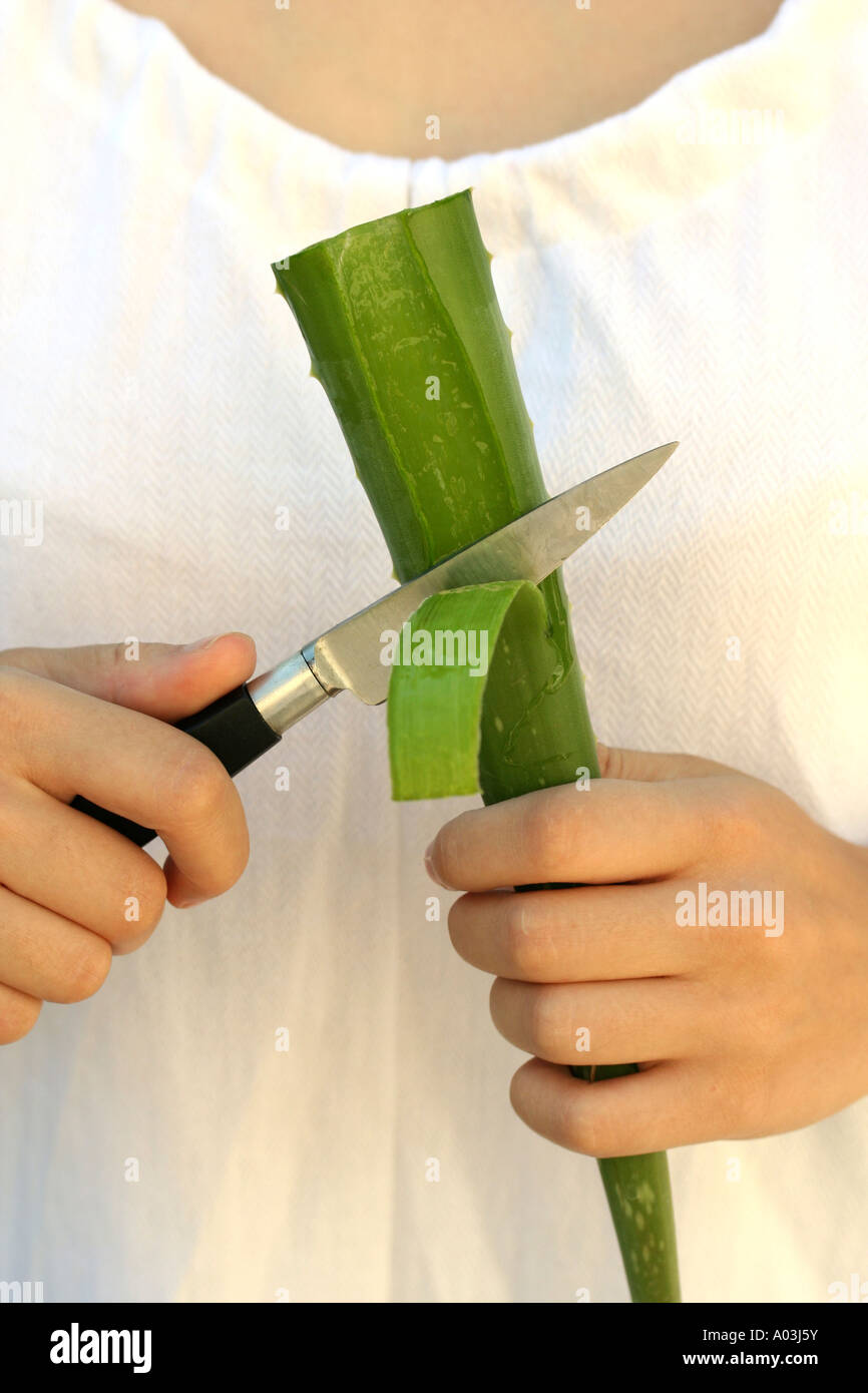 Burn plant Aloe vera Stock Photo - Alamy