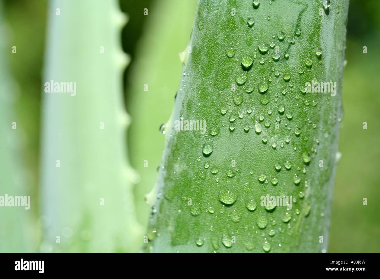 Burn plant Aloe vera Stock Photo - Alamy