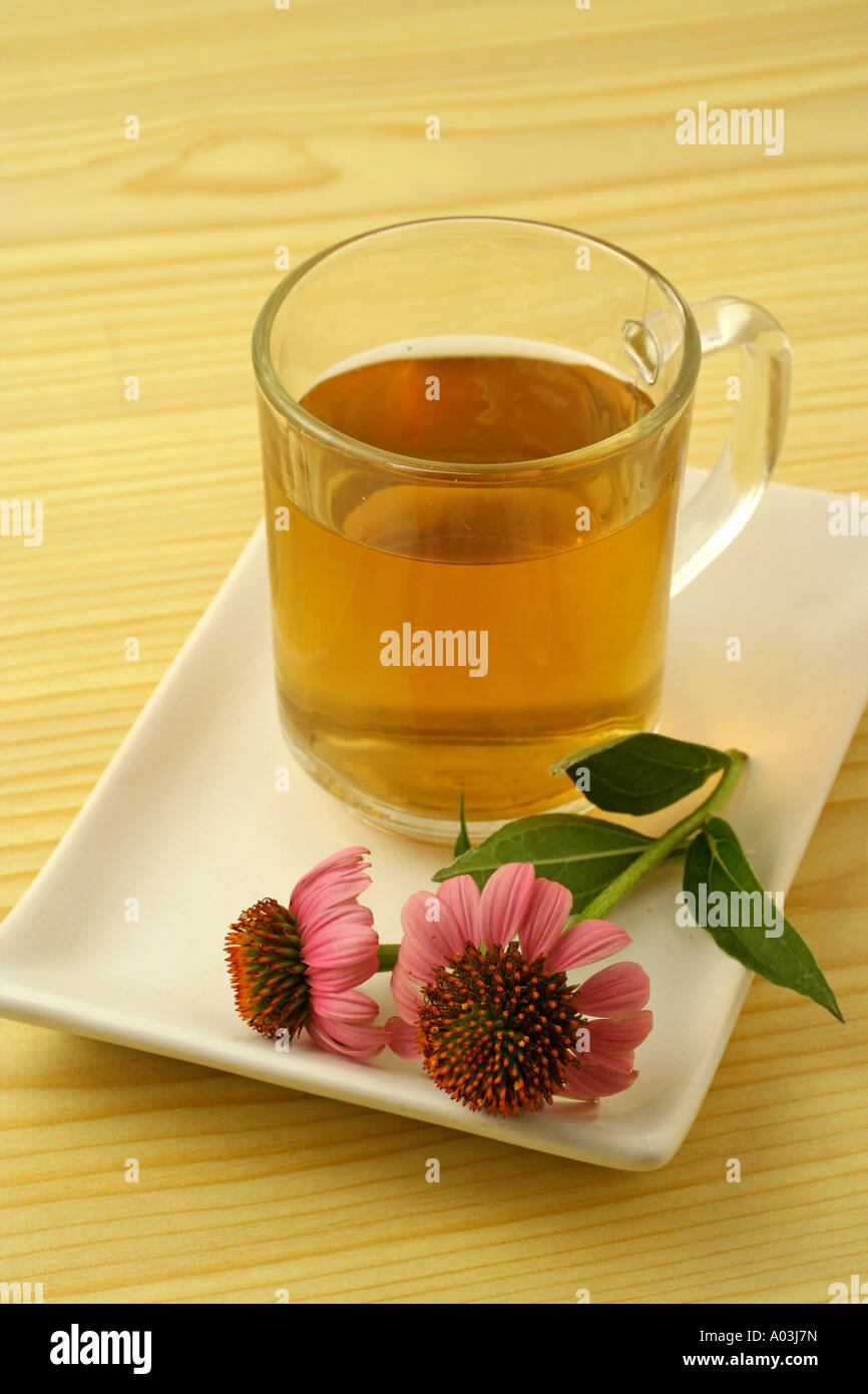 Purple coneflowers infusion Stock Photo - Alamy