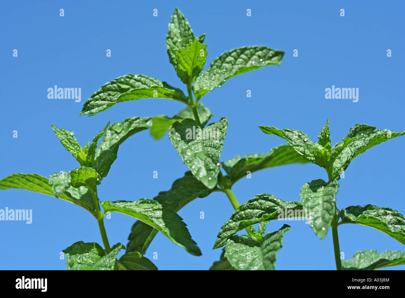 Mint Mentha sp Stock Photo - Alamy
