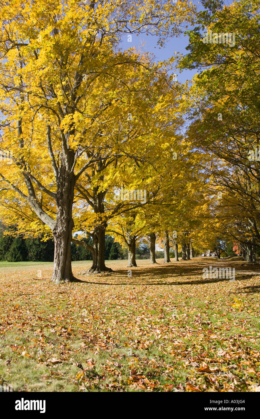 Maple Tree in Autumn Manchester, New Hampshire Stock Photo - Alamy