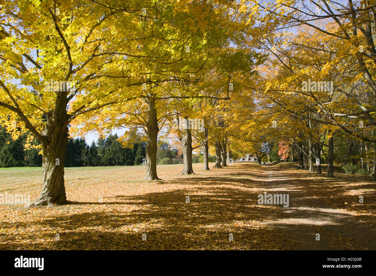 Sugar Maple Acer Saccharum Trees in Autumn Ipswich Massachusetts Stock ...