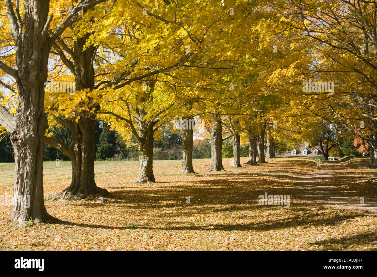 Sugar Maple Acer Saccharum Trees in Autumn Ipswich Massachusetts Stock ...