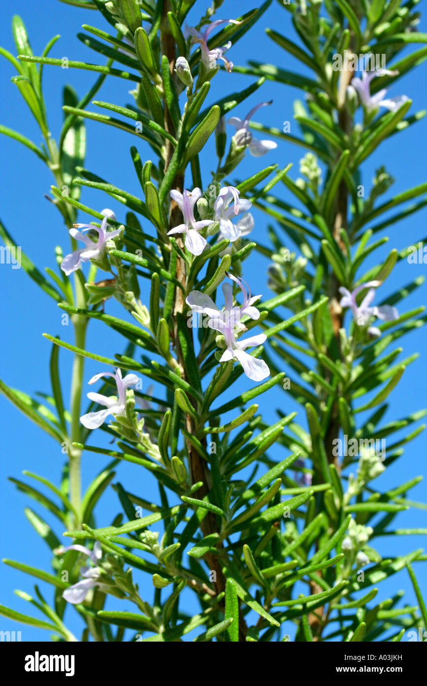Rosemary Rosmarinus officinalis Stock Photo - Alamy