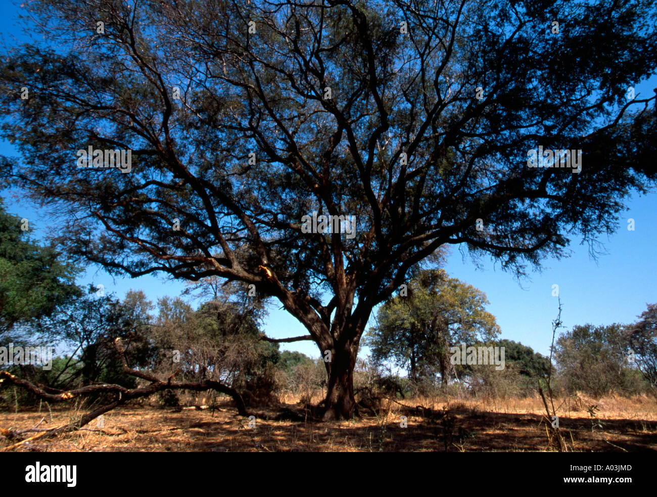 Casts tree shadow hi-res stock photography and images - Alamy
