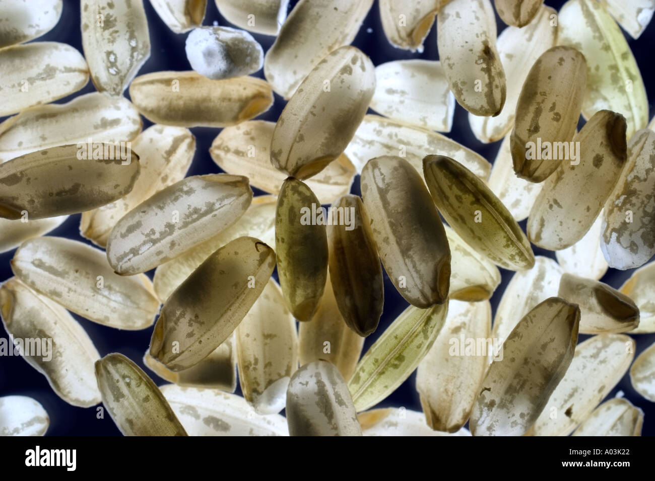 Translucent Rice Grains on Blue Background Stock Photo - Alamy
