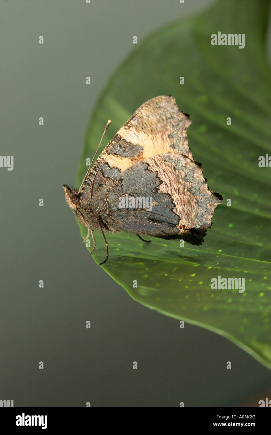 Small tortoiseshell butterfly resting hi-res stock photography and ...