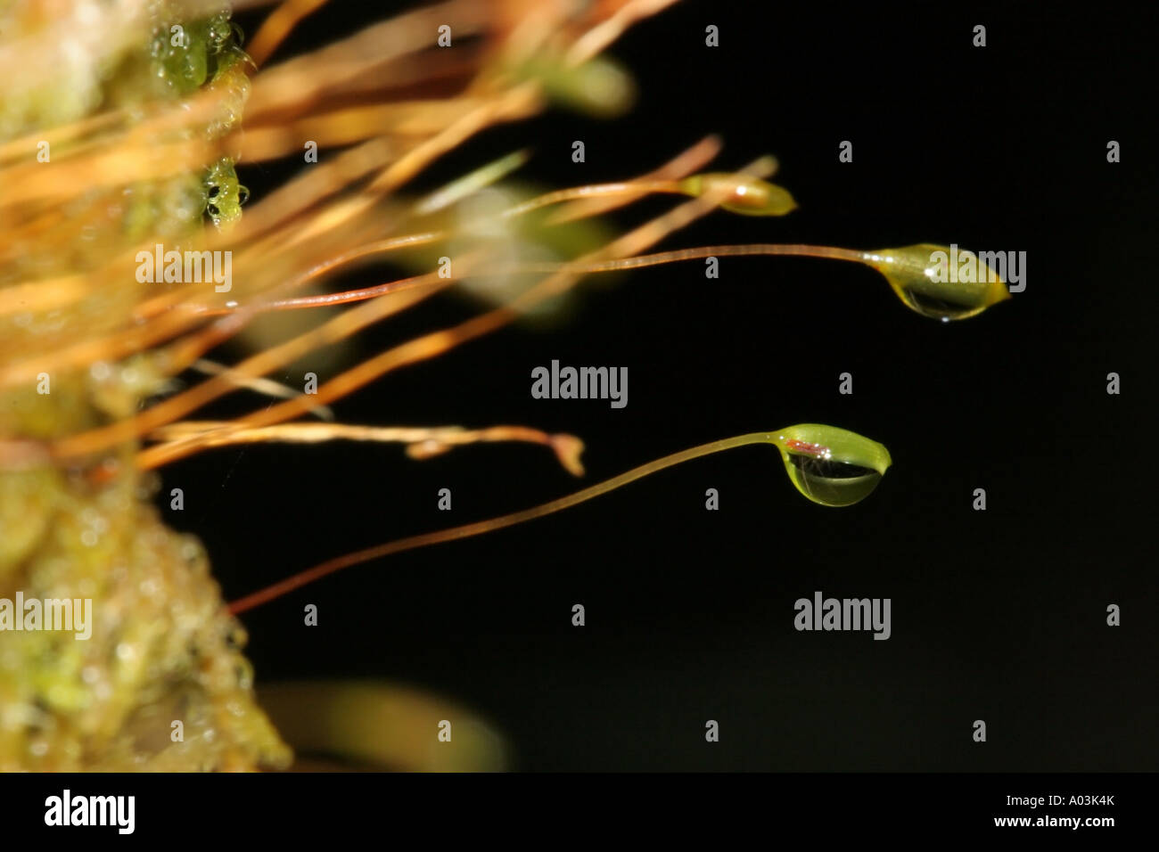 Moss Spore Capsules with Water Droplets Stock Photo - Alamy